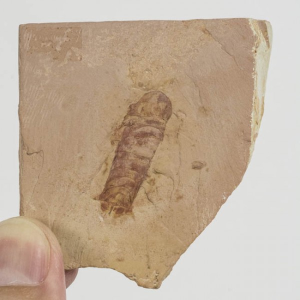 Acanthomeridion serratum Hou et al 1989 | The Natural Canvas