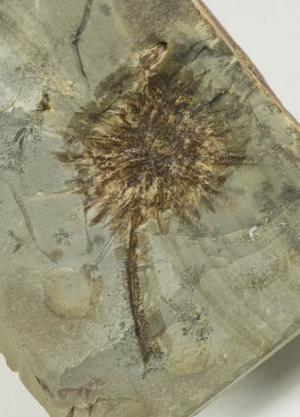 Sparganium antiquum | The Natural Canvas