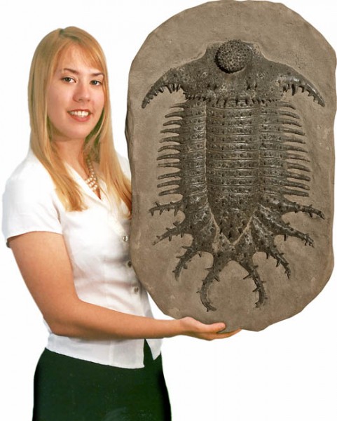 Terataspis grandis | The Natural Canvas