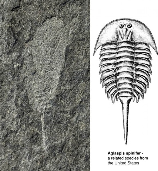 Cambrian arthropod from Tasmania | The Natural Canvas