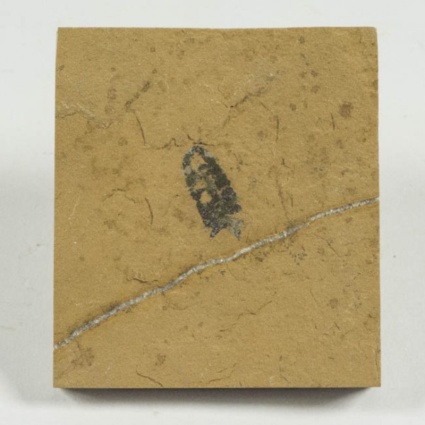 Cambrian Arthropod – Mollisonia sp. | The Natural Canvas