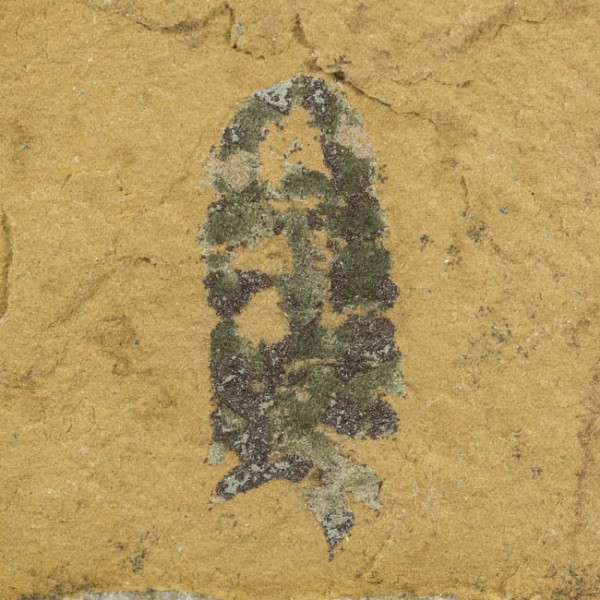 Cambrian Arthropod – Mollisonia sp. | The Natural Canvas