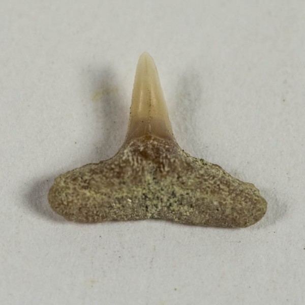 Campodus sp. | The Natural Canvas