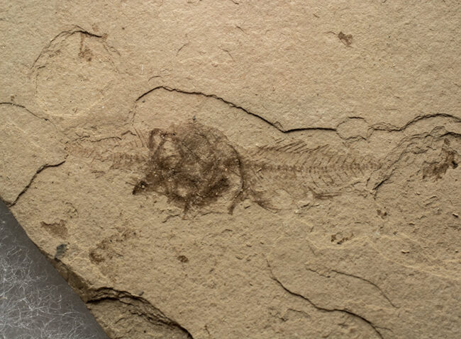 Devonian fish – Pterichthyodes milleri | The Natural Canvas