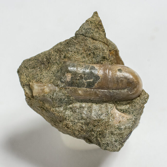 Agatized Miocene nautiloid – Aturia angustata | The Natural Canvas