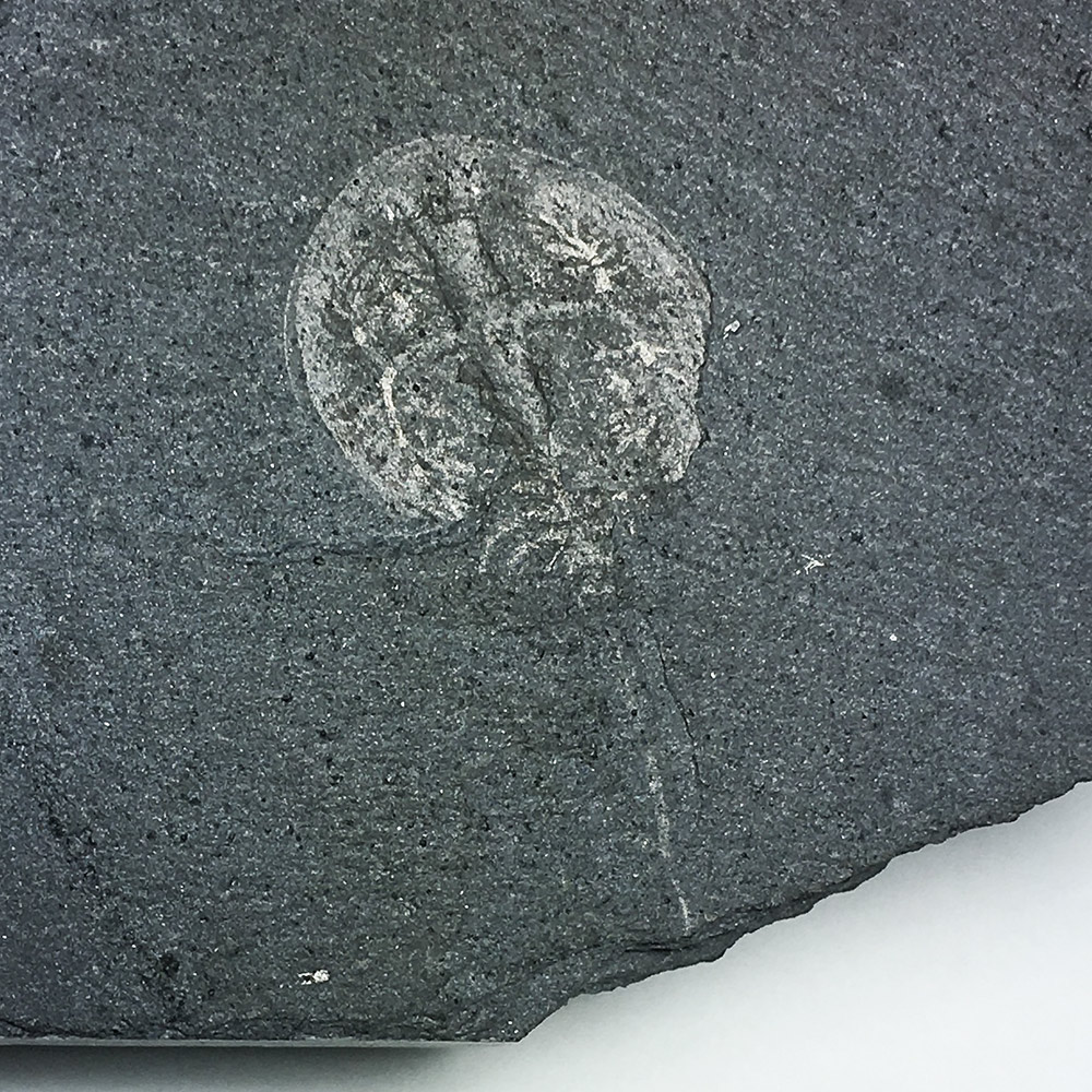 Burgess Shale – Burgessia bella | The Natural Canvas