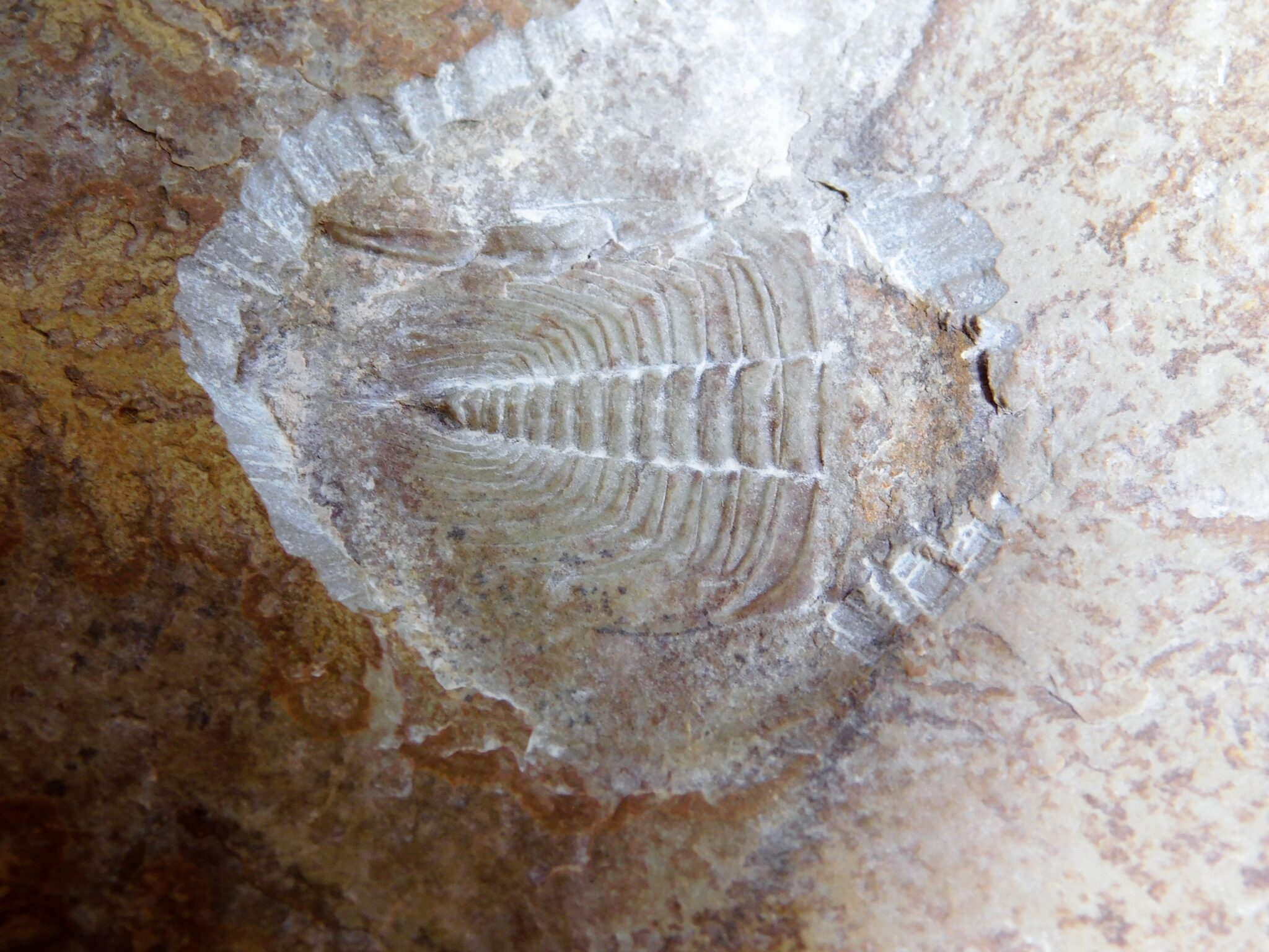 New York trilobite – Dalmanites limulurus | The Natural Canvas