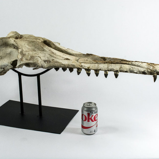 “Shark-toothed” Whale Skull – Squalodon | The Natural Canvas