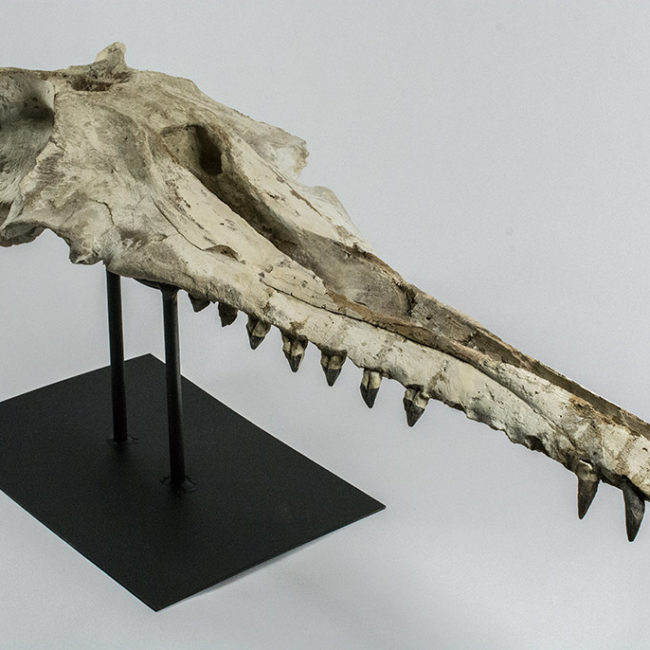 “Shark-toothed” Whale Skull – Squalodon | The Natural Canvas
