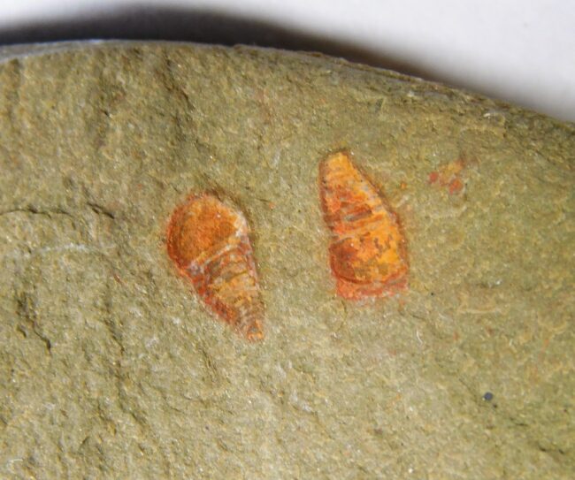 Ancestral arthropod new to science! – Setapedites | The Natural Canvas