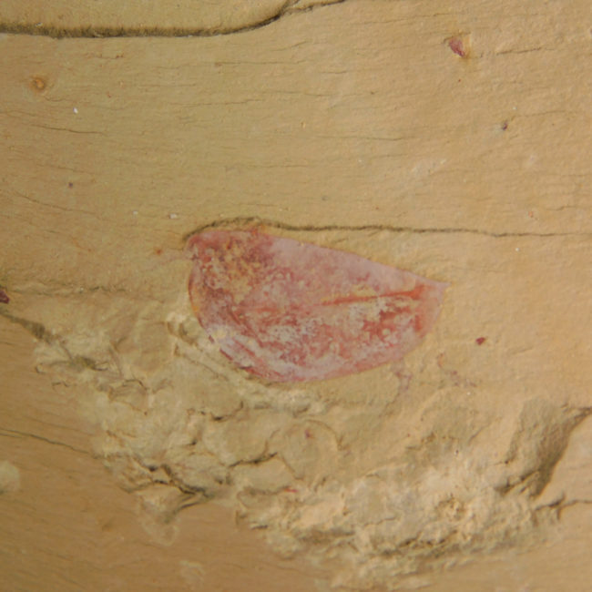 Isoxys | The Natural Canvas