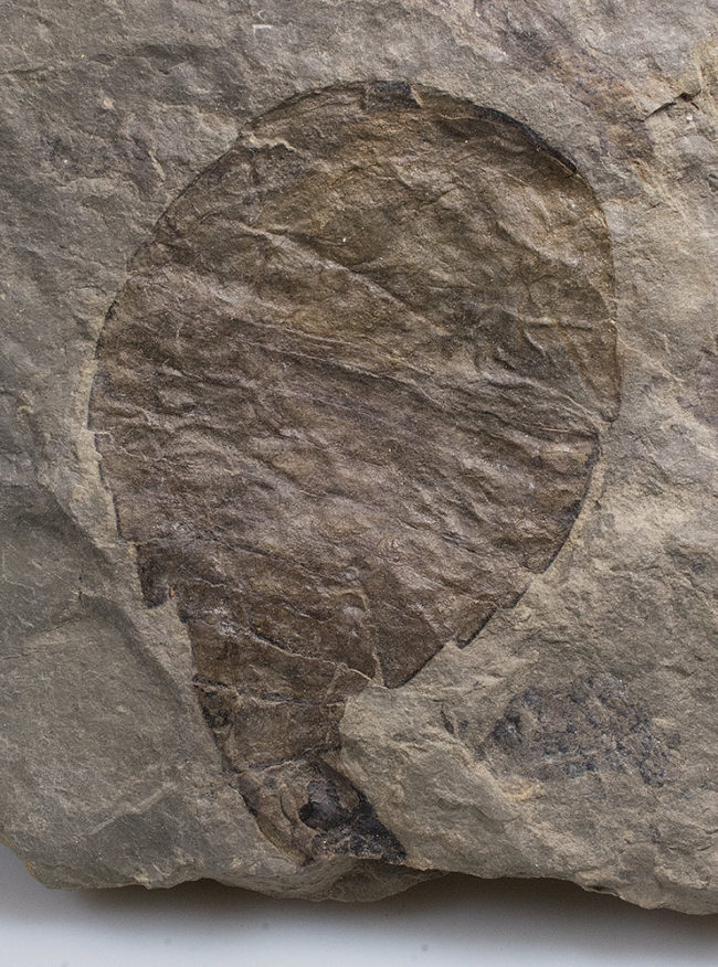 Rare Devonian Eurypterid – Erieopterus | The Natural Canvas