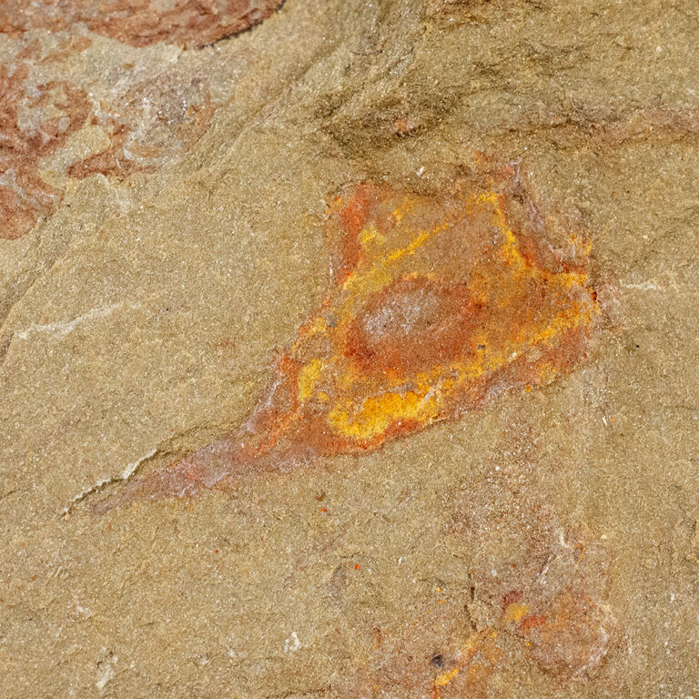 Ordovician Hyolithid | The Natural Canvas