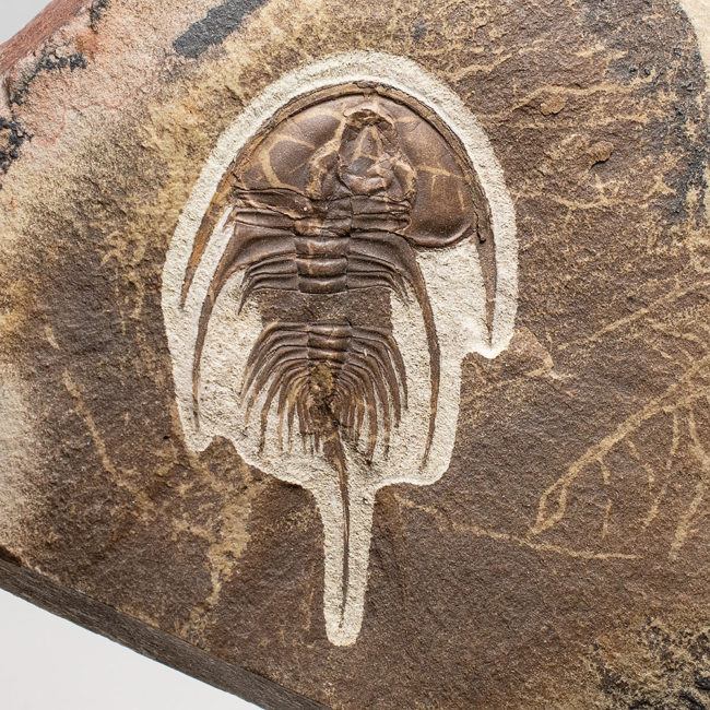 Trilobites | Product categories | The Natural Canvas