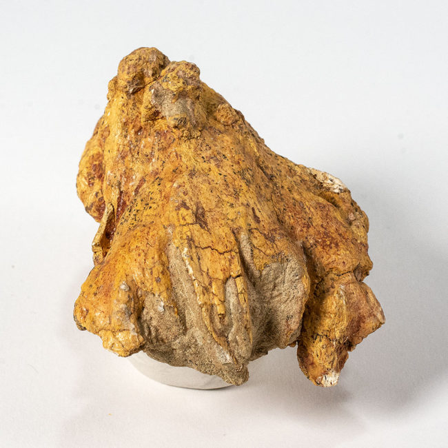 Ankylosaur dermal armor plate – Tarchia | The Natural Canvas