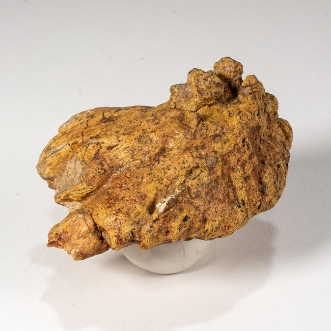 Ankylosaur dermal armor plate – Tarchia | The Natural Canvas