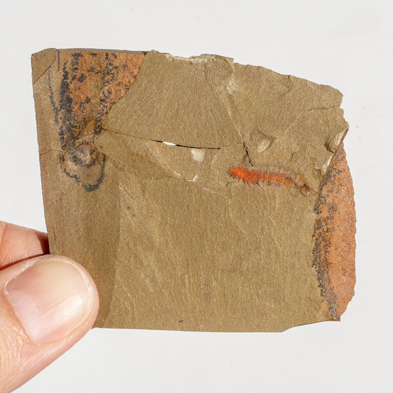 Ordovician Softbodied Arthropod – Alalcomenaeus | The Natural Canvas