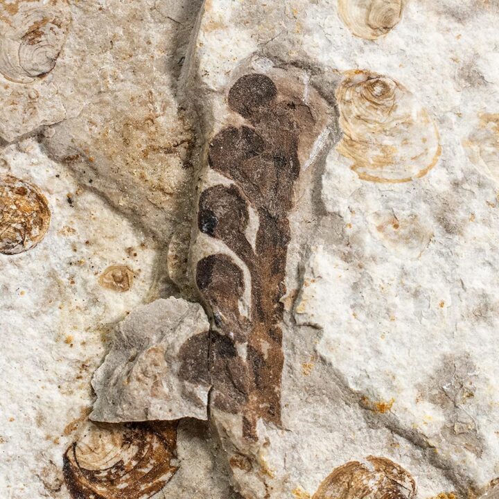 Cretaceous Gymnosperm Seed Pods | The Natural Canvas