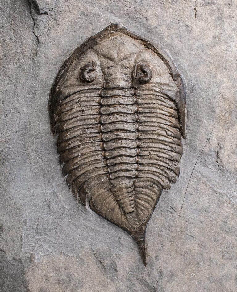 Trilobites | Product categories | The Natural Canvas