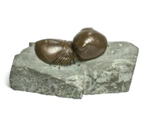 Trilobites | Product categories | The Natural Canvas