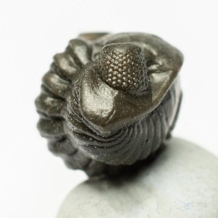 Dudley Trilobite – Ananaspis stokesii | The Natural Canvas