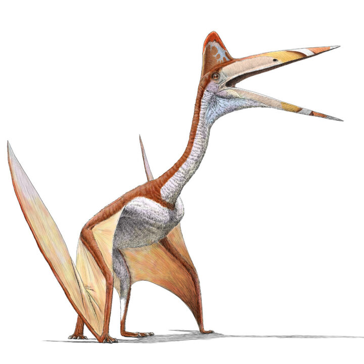 Early Cretaceous Pterosaur Skull – Feilongus | The Natural Canvas
