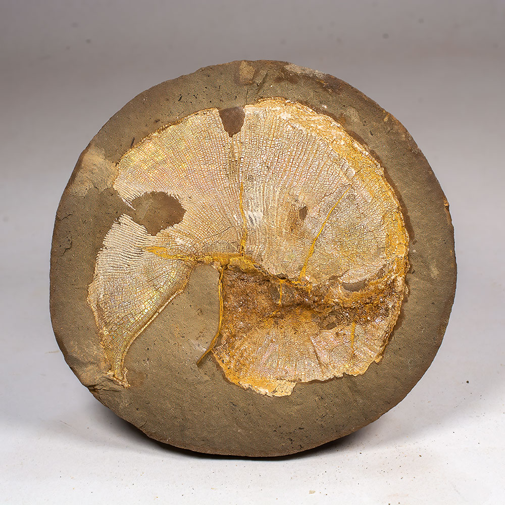 Ammonite Bitten By A Mosasaur | The Natural Canvas