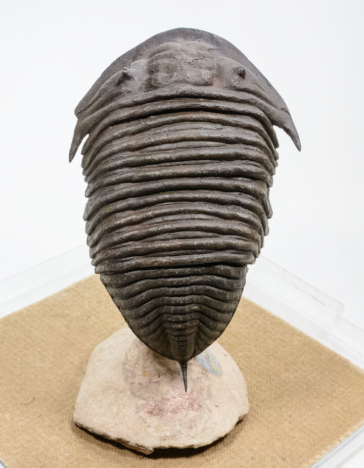 Trilobites | Product categories | The Natural Canvas