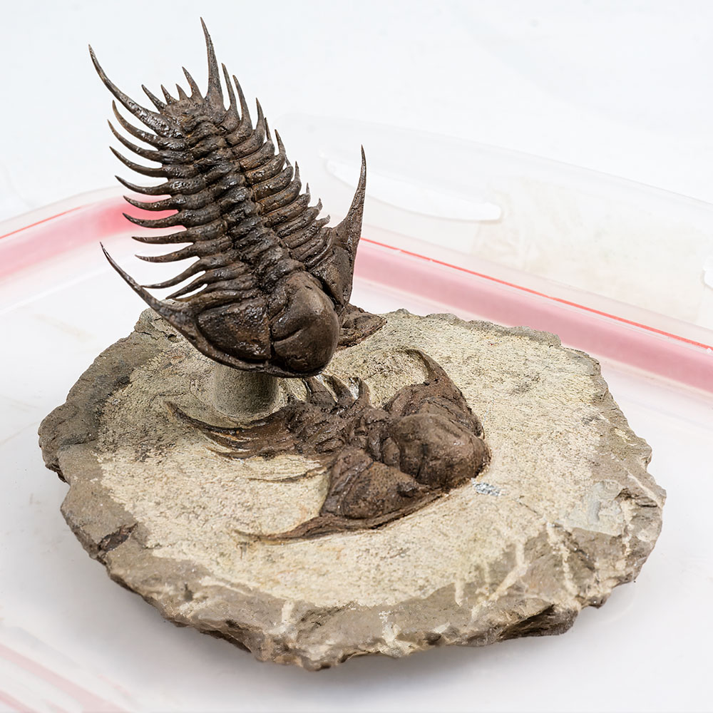 Rare flying trilobite – Ceraurus | The Natural Canvas
