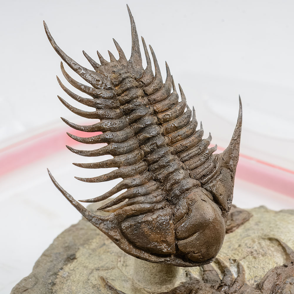 Rare flying trilobite – Ceraurus | The Natural Canvas