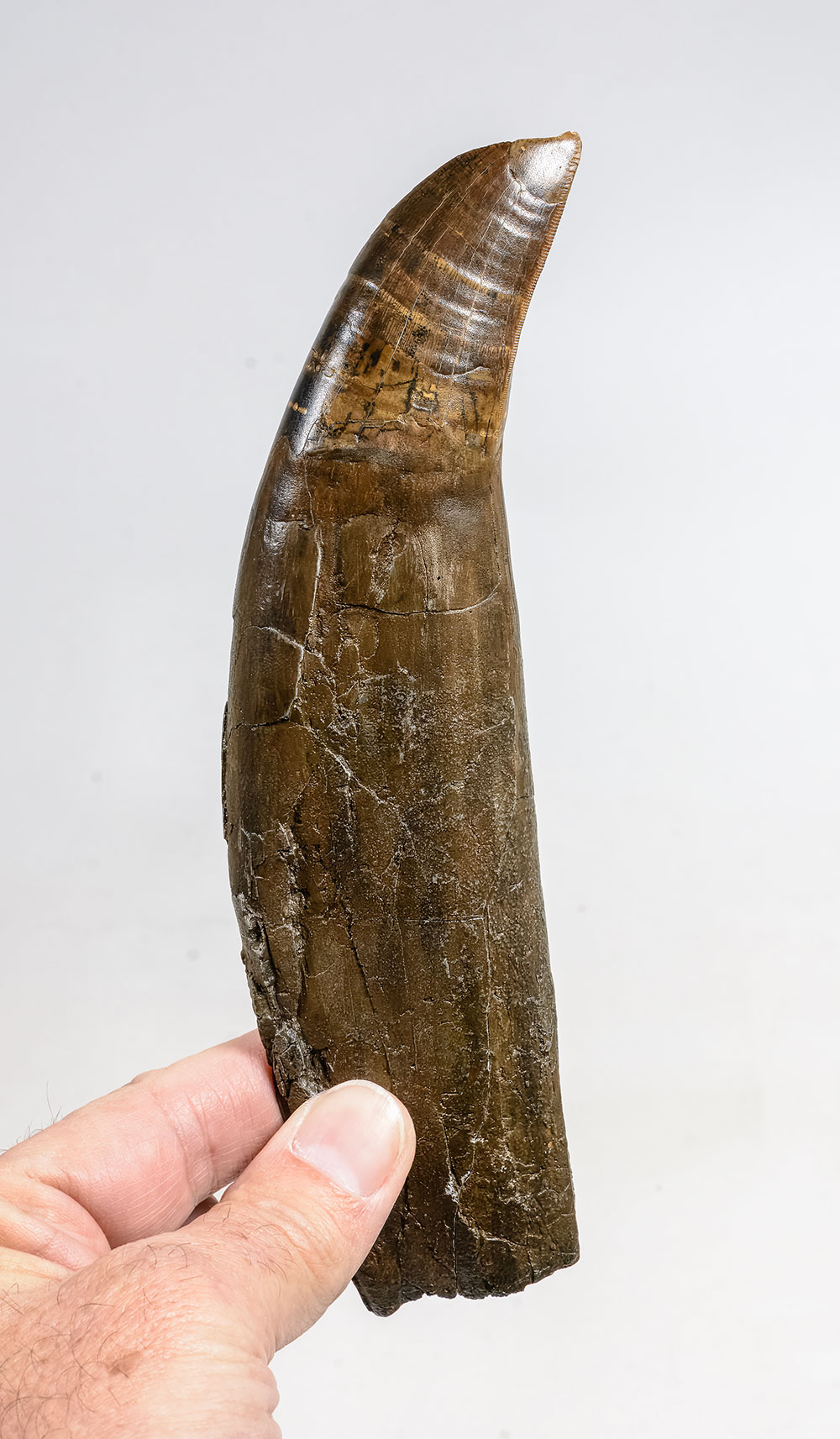 Tyrannosaurus rex tooth with root | The Natural Canvas
